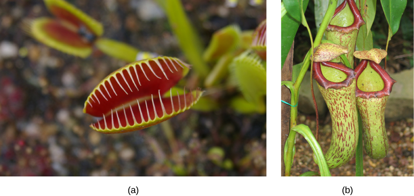 Putting It Together Plant Structure And Function Biology For Majors II