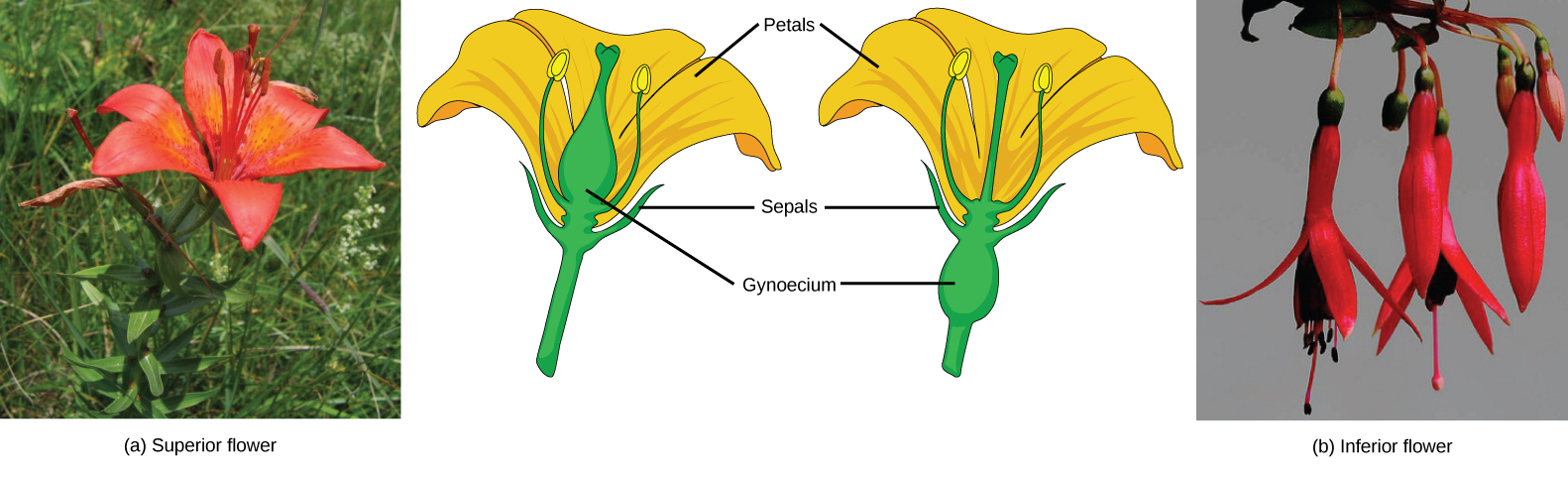 Estructura De La Flor Biolog a Para Mayores II Mont Blanc estructura-de-la-flor-biolog-a-para-mayores-ii-mont-blanc