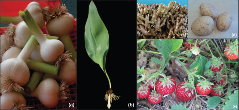 Asexual Reproduction In Plants Biology For Majors Ii
