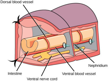Phylum Annelida | Biology for Majors II