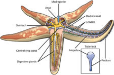 Phylum Echinodermata | Biology for Majors II