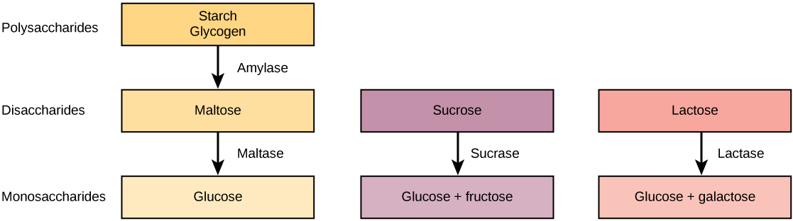 Digestive System Processes | Biology for Majors II
