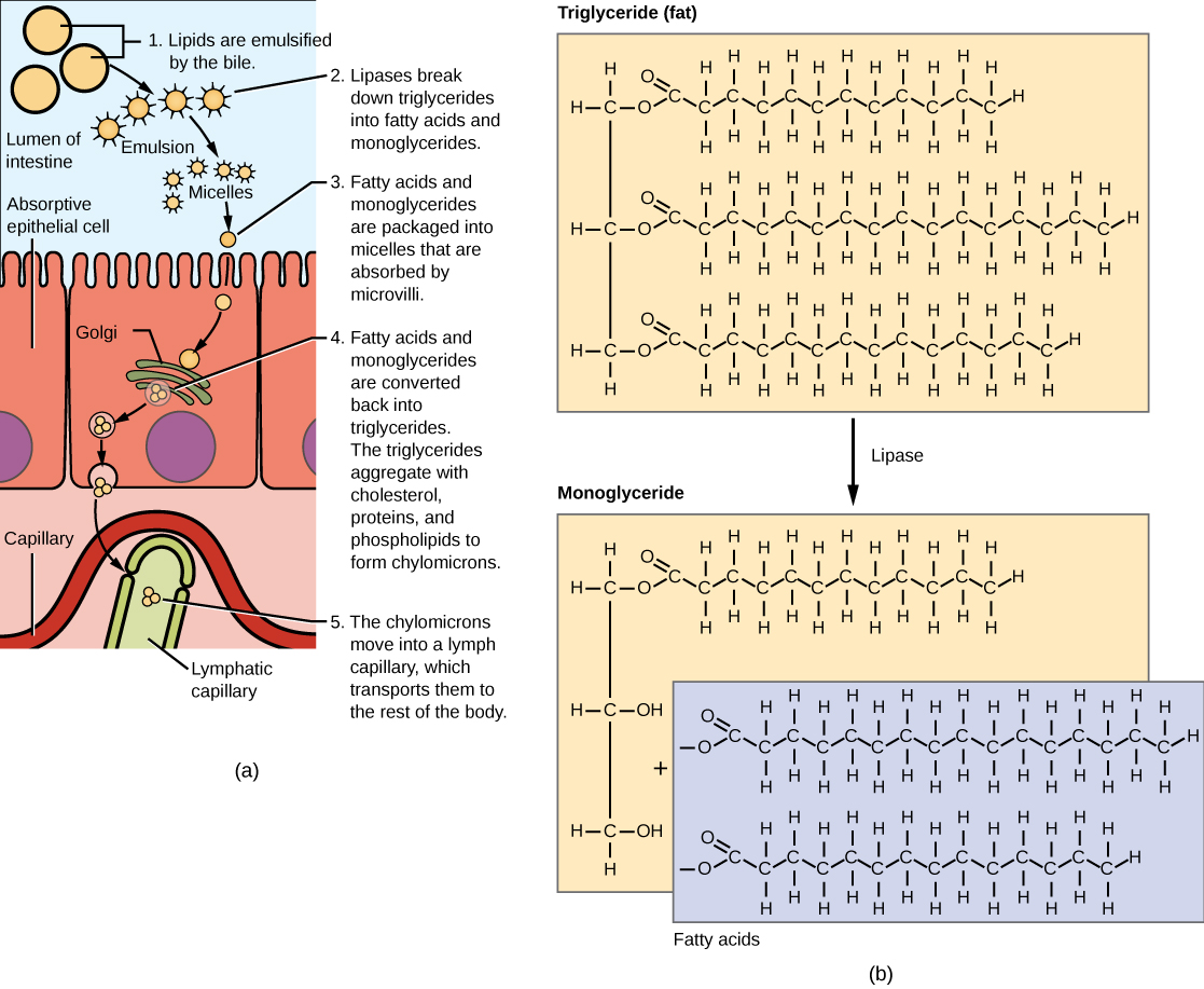 Digestive System Processes and Regulation | Biology for Majors II