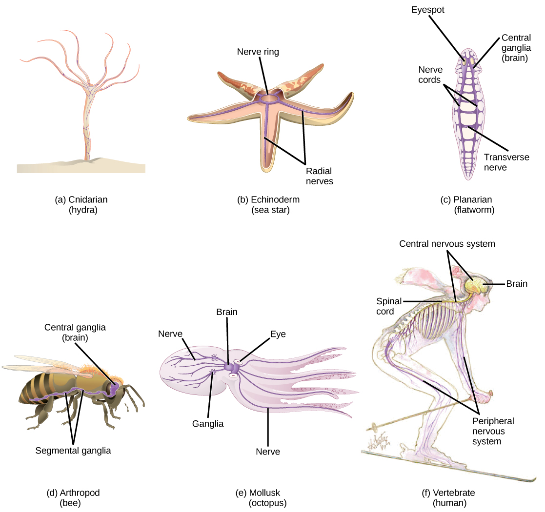 Komponenten Des Nervensystems Biologie F r Die Hauptf cher II Krediblog