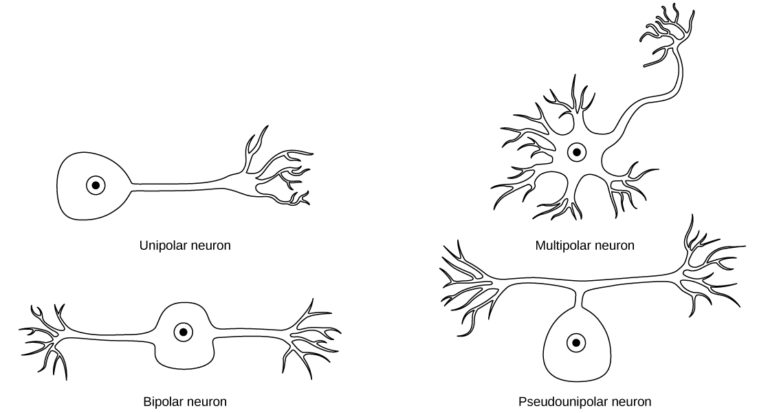 Components of the Nervous System | Biology for Majors II