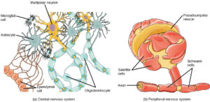 Glial Cells | Biology for Majors II