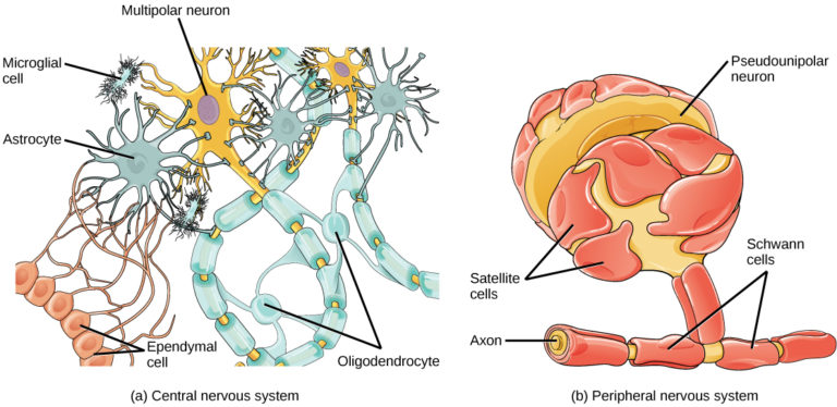 Glial Cells Biology For Majors Ii