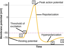 Action Potential | Biology for Majors II