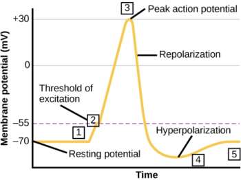 Action Potential | Biology for Majors II