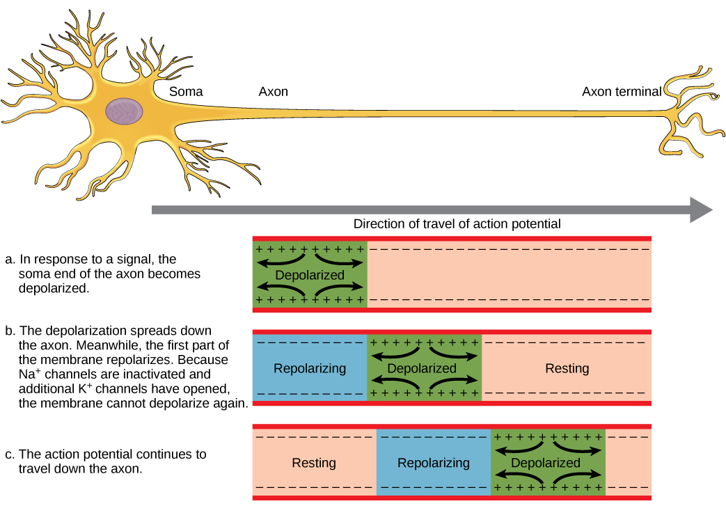Neuron Communication | Biology for Majors II
