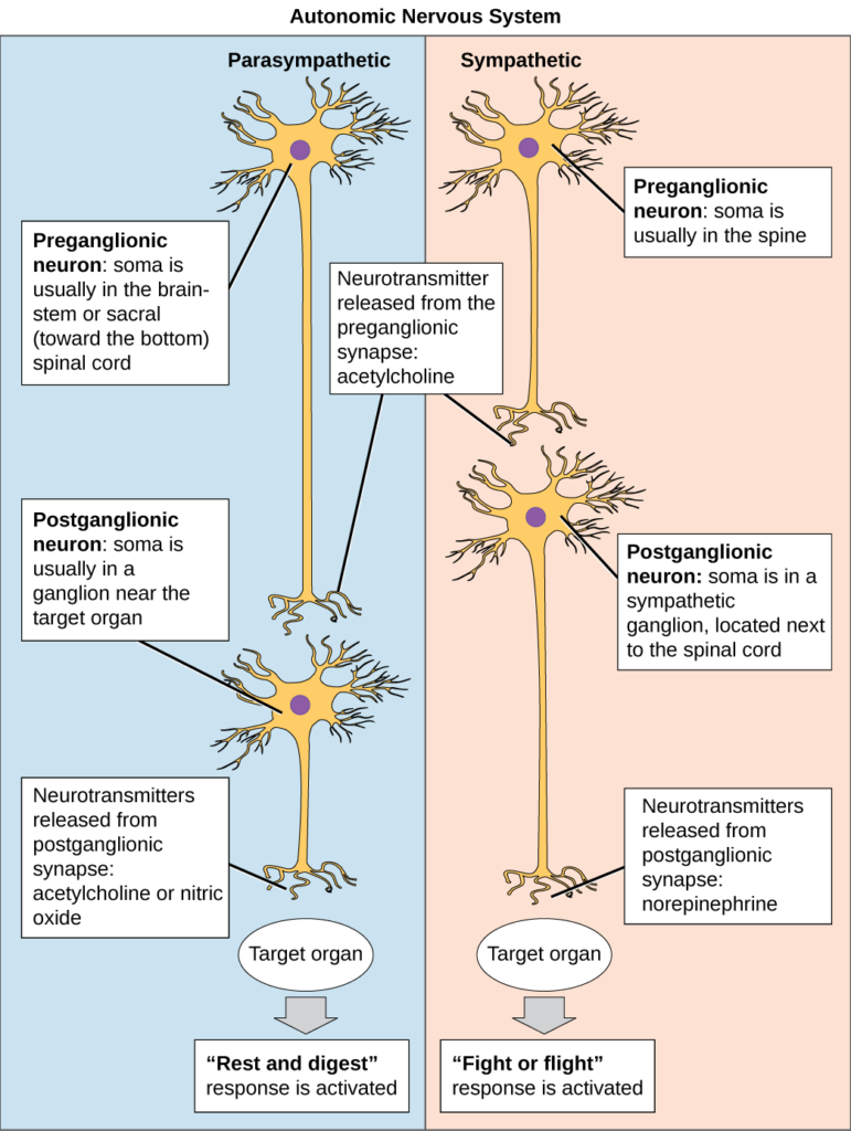 Autonomic Nervous System Biology For Majors II
