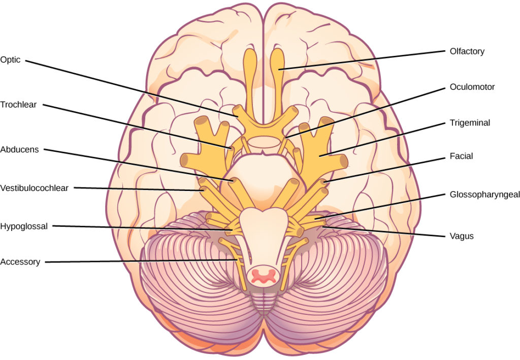 Sensory Somatic Nervous System Biology For Majors II
