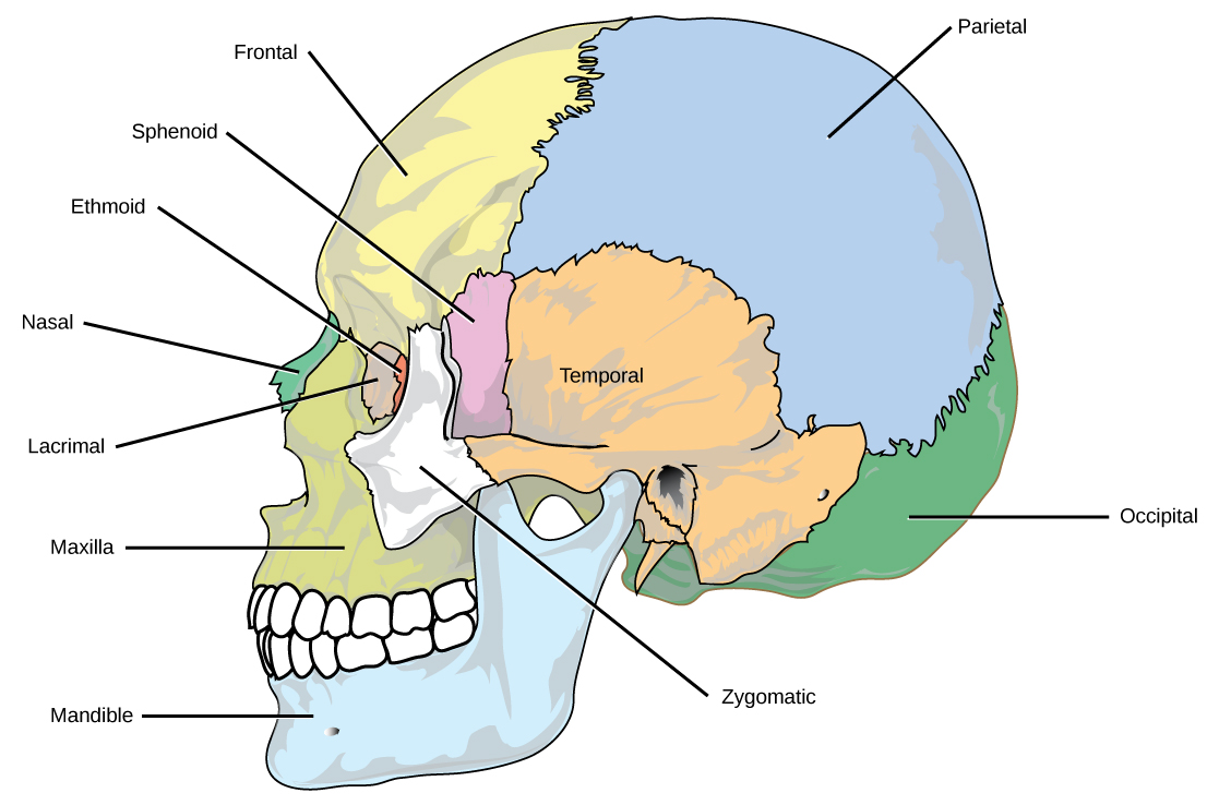 Human Axial Skeleton Biology For Majors II