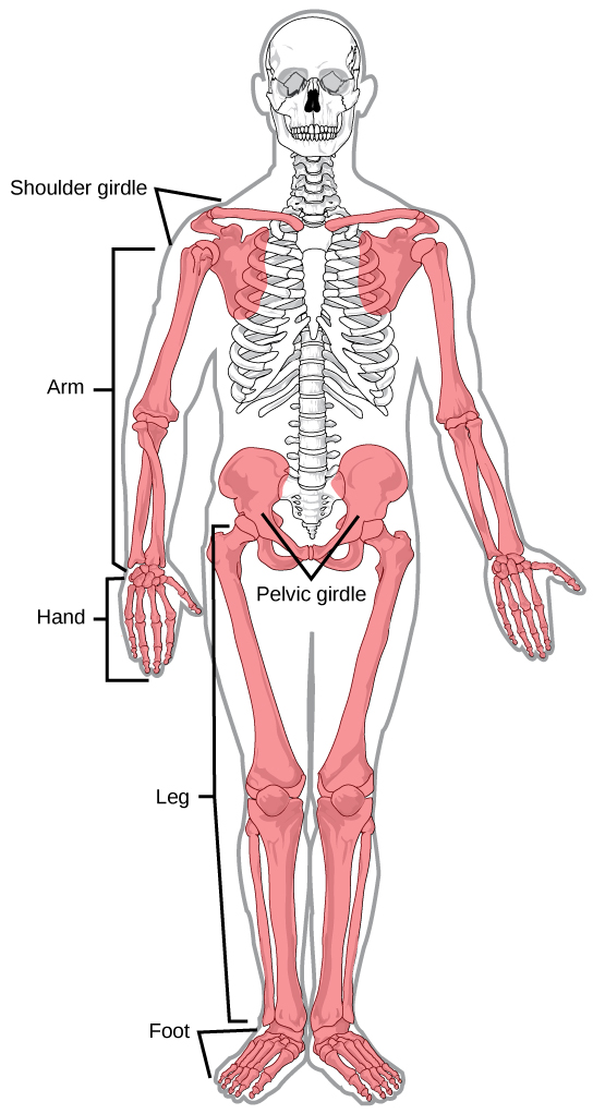 Human Appendicular Skeleton Biology For Majors II