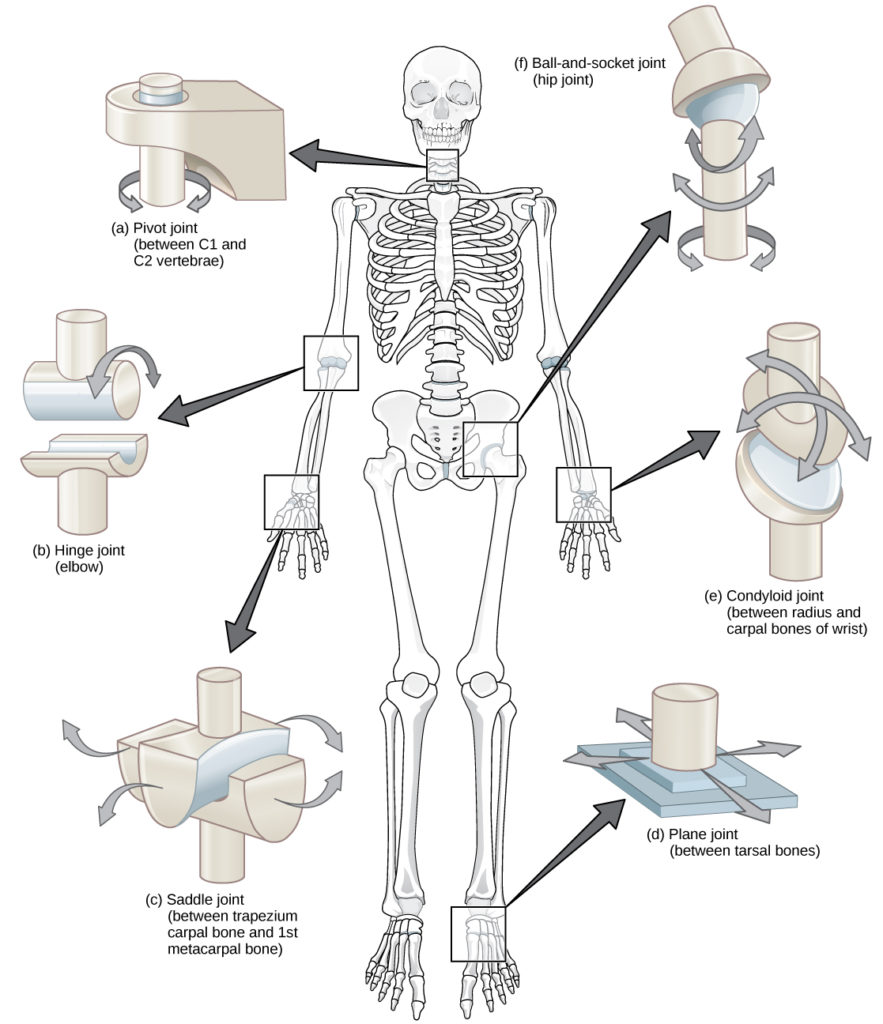 Types Of Synovial Joints Biology For Majors II Types Of Synovial Joints Biology For Majors II