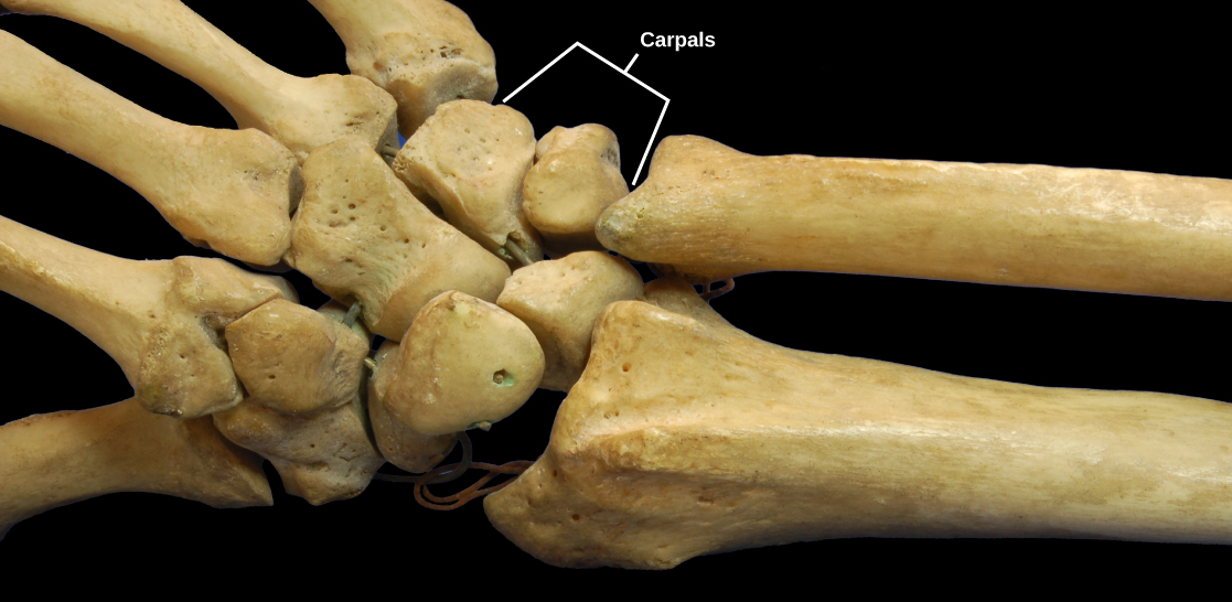 Types Of Synovial Joints Biology For Majors II Types Of Synovial Joints Biology For Majors II