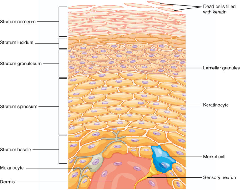 Epidermide | Biologia per i maggiori II | St. Charles
