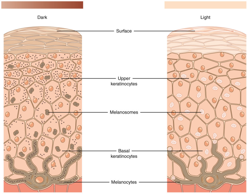 Pigmentation Biology For Majors II