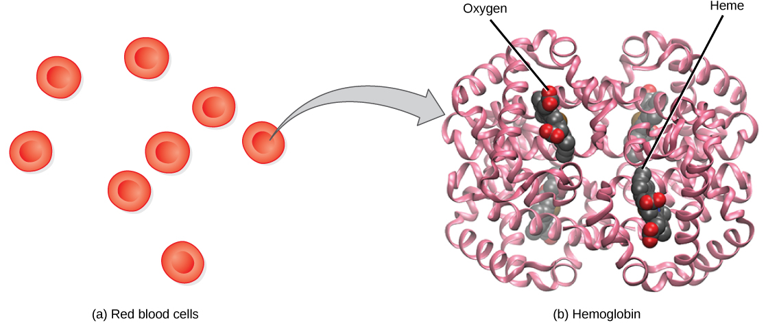 Transport of Oxygen in the Blood | Biology for Majors II