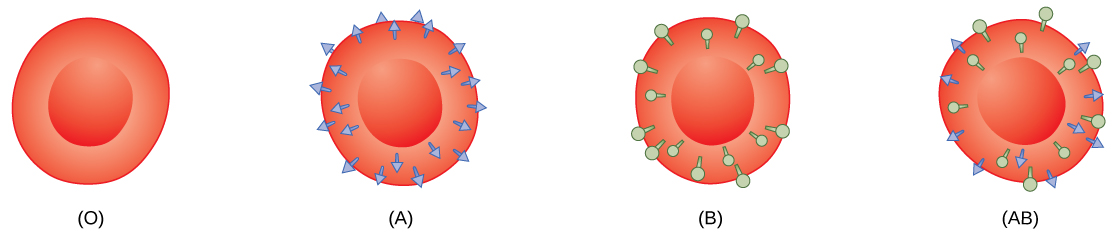 Structure and Function of Blood | Biology for Majors II