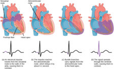 The Cardiac Cycle | Biology for Majors II