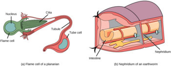 Excretion Systems | Biology for Majors II
