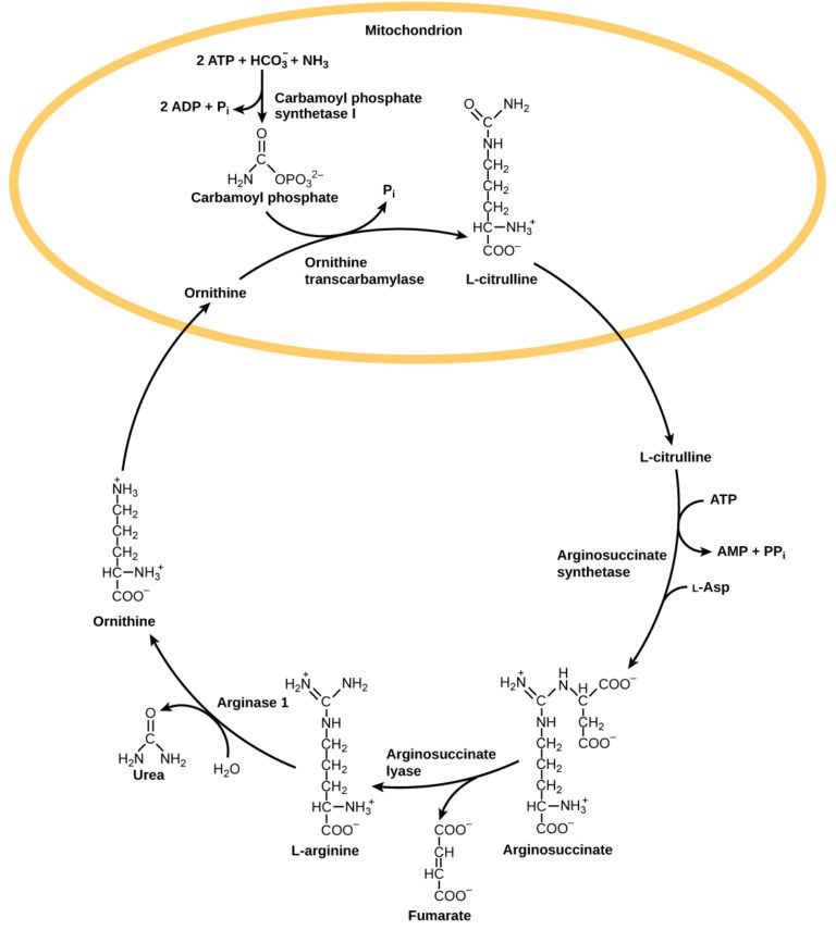 Excretion Systems | Biology for Majors II