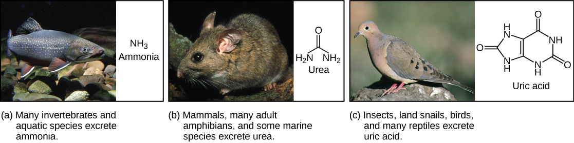 Excretion Systems | Biology for Majors II