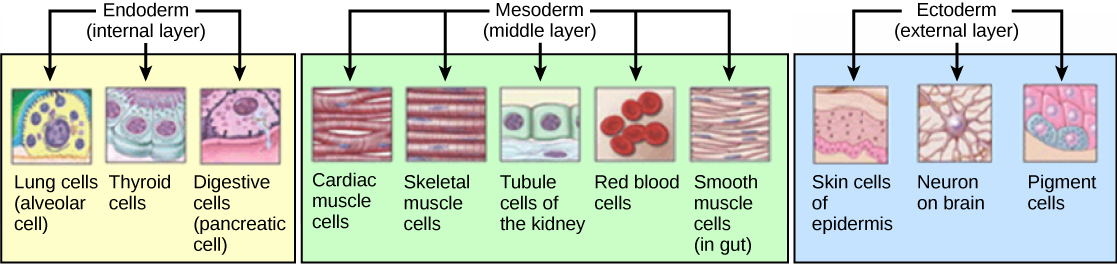 Early Embryonic Development | Biology for Majors II