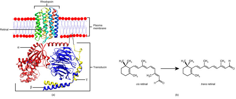 Transduction of Light | Biology for Majors II