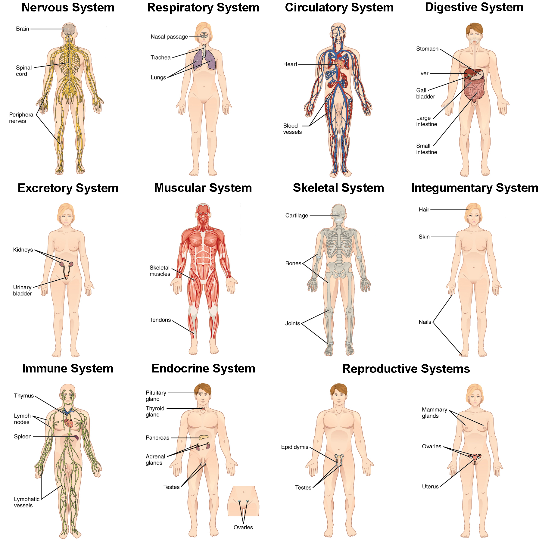 Integration Of Systems Biology For Majors II