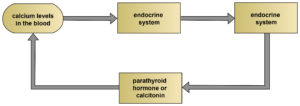 Maintaining Homeostasis | Biology for Majors II