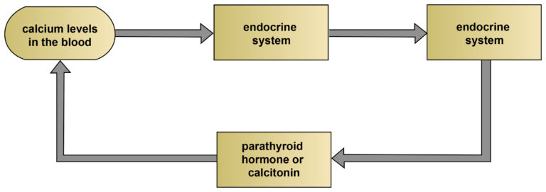 Maintaining Homeostasis | Biology for Majors II