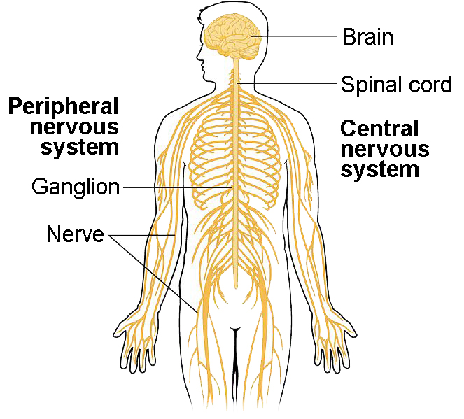 The Central And Peripheral Nervous Systems Biology For Majors II