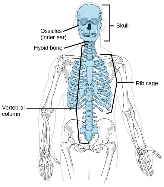 Types Of Skeletal Systems Biology I