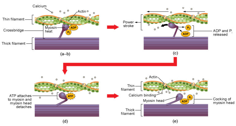 Muscle Fiber Contraction and Relaxation | Anatomy and Physiology I