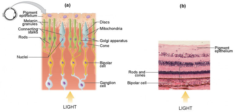 Vision | BIO103: Human Biology