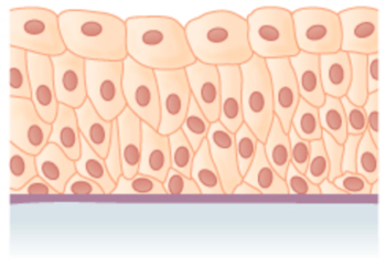 Epithelial Tissue | Anatomy and Physiology I