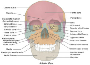 The Skull | Anatomy and Physiology I