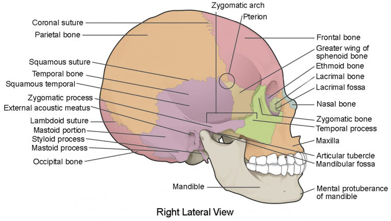 The Skull | Anatomy and Physiology I