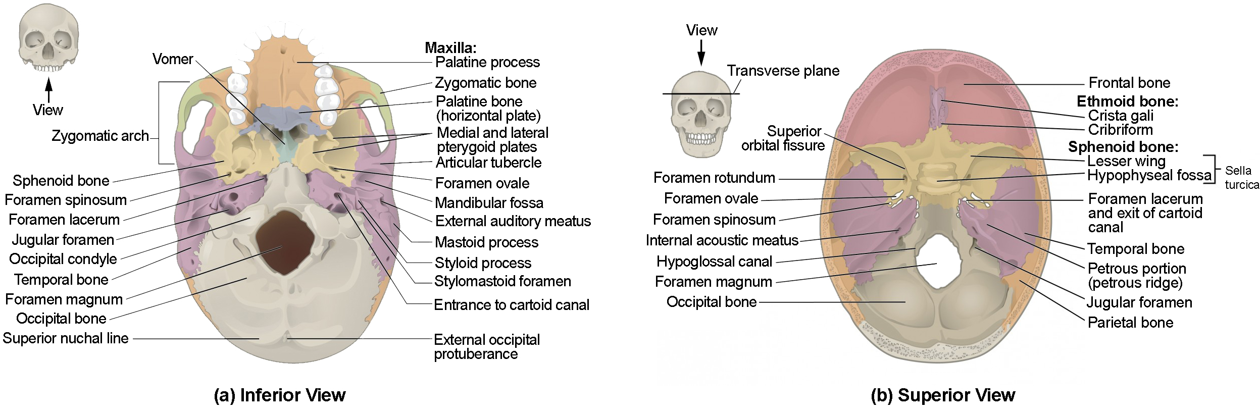 The Skull Anatomy And Physiology I Course Hero