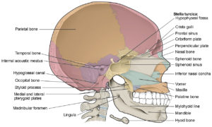The Skull | Anatomy and Physiology I