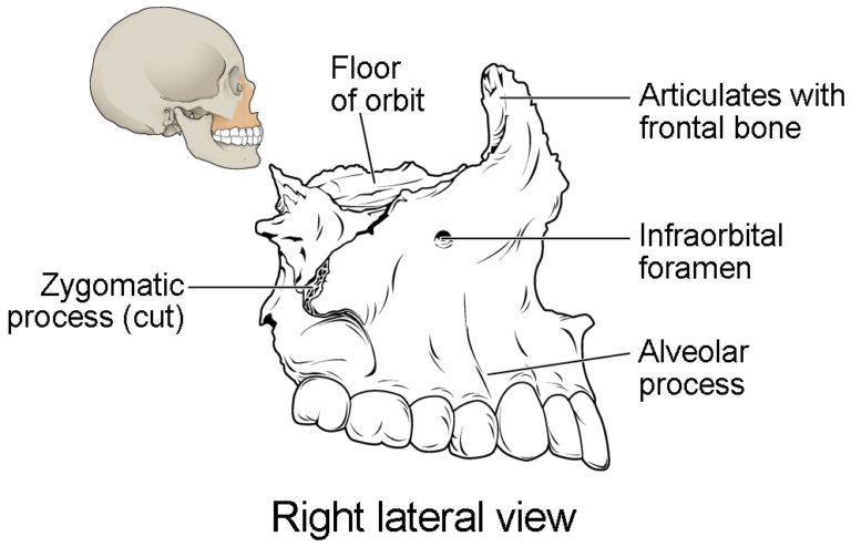 The Skull | Anatomy and Physiology I