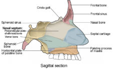 The Skull | Anatomy and Physiology I