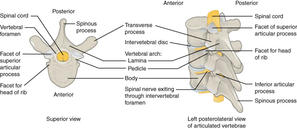 The Vertebral Column | Anatomy and Physiology I