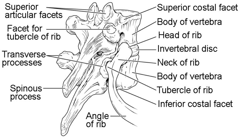 The Vertebral Column | Anatomy and Physiology I