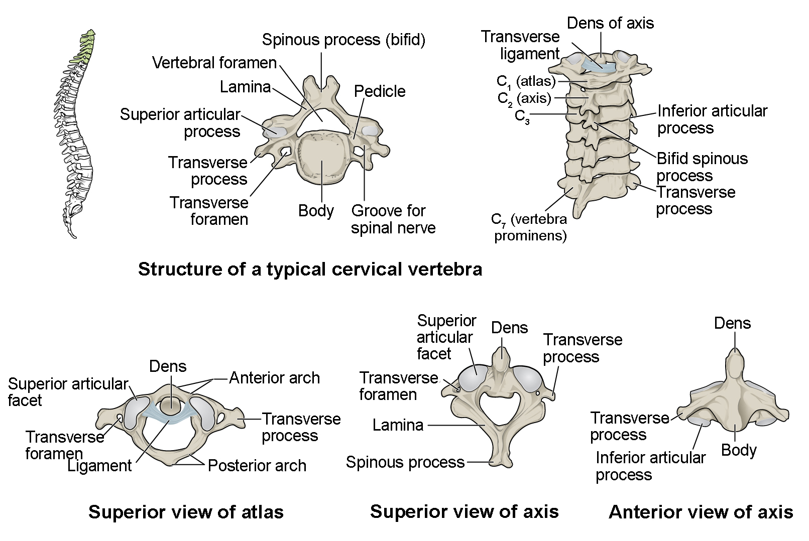 The Vertebral Column Anatomy And Physiology I The Vertebral Column Anatomy And Physiology I