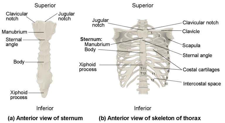 The Thoracic Cage | Anatomy and Physiology I