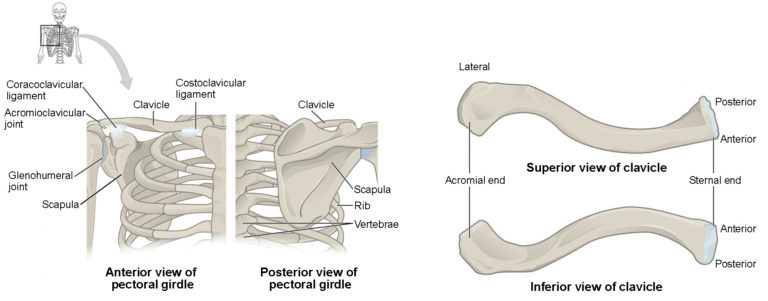 The Pectoral Girdle | Anatomy and Physiology I