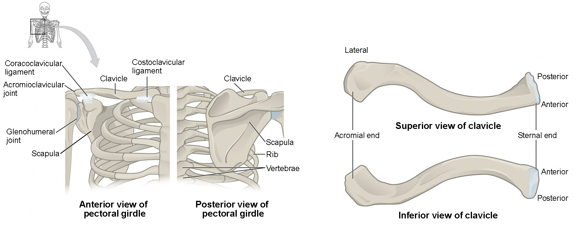 The Pectoral Girdle Anatomy And Physiology I